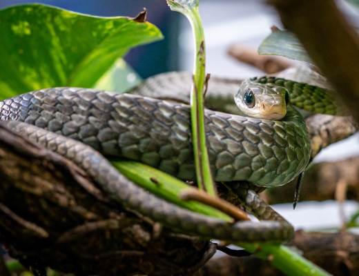 Conheça a cobra-cipó, a serpente que gosta de viver em árvores e ...