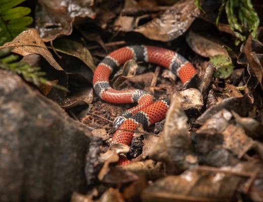 O que fazer se encontrar animais peçonhentos nas enchentes? Entenda ...