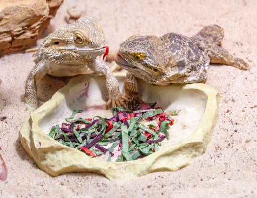 Últimos românticos: conheça 4 casais do mundo animal e seus rituais de ... Últimos românticos: conheça 4 casais do mundo animal e seus rituais de ...