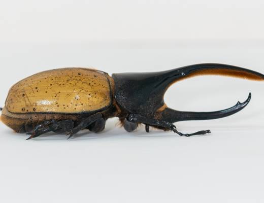 Vista Superior Do Besouro Hercules