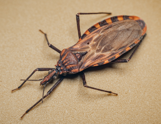Doença de Chagas: como é transmitida, como deve ser tratada e o que ...