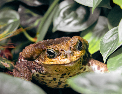 Tem sapo no meu quintal! Entenda os benefícios de preservar os sapos ...