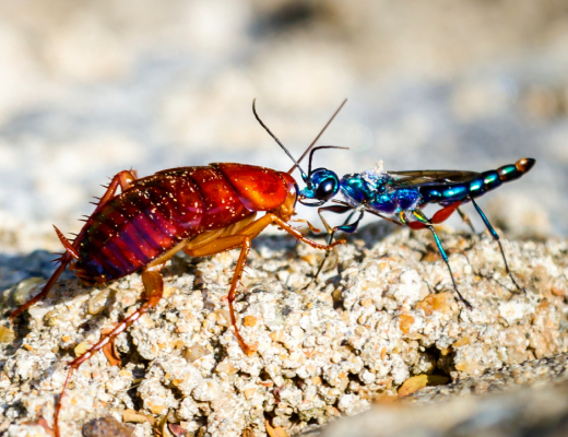 Vespa-esmeralda e as baratas zumbis: conheça o inseto que parece ter ...