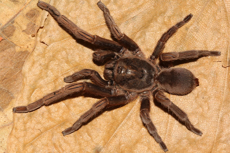 Novo gênero de aranha descoberto por pesquisadores do Butantan e do ...