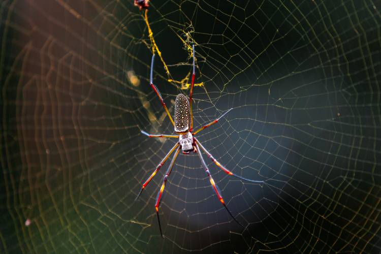 Maior Teia De Aranha