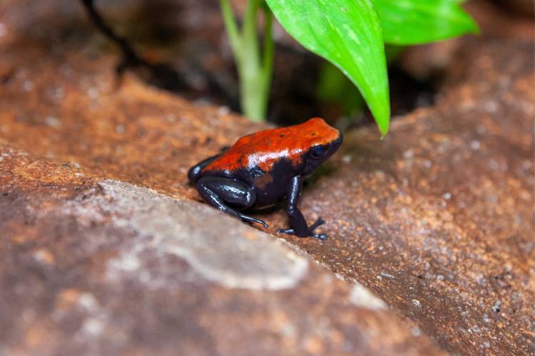 Sapo Venenoso Da Floresta Amazonica Sapo Surpreendentemente